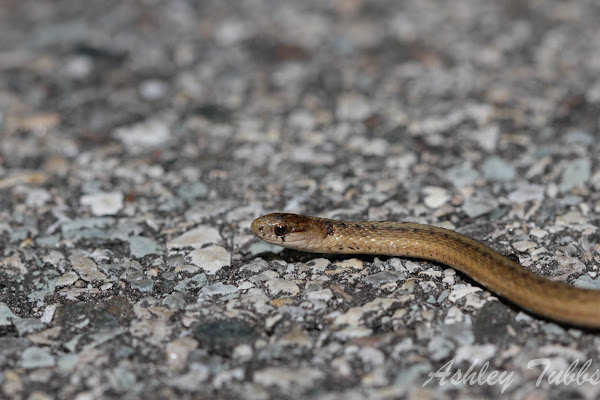 Marsh Brown Snake | Project Noah