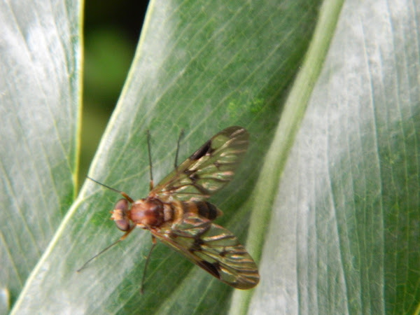 Fruit Fly | Project Noah