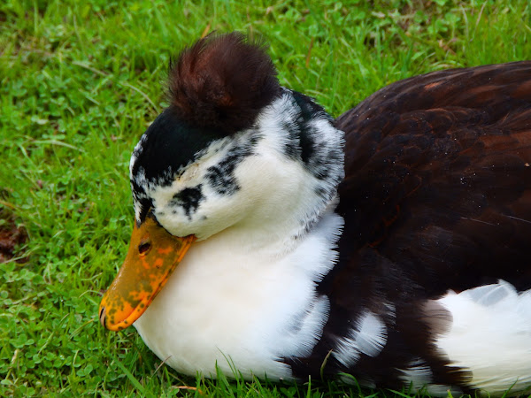 Crested Duck | Project Noah