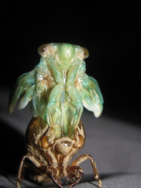 Insects working hard! | Project Noah