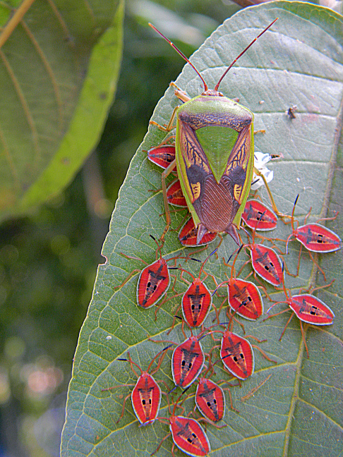giant shield bug | Project Noah