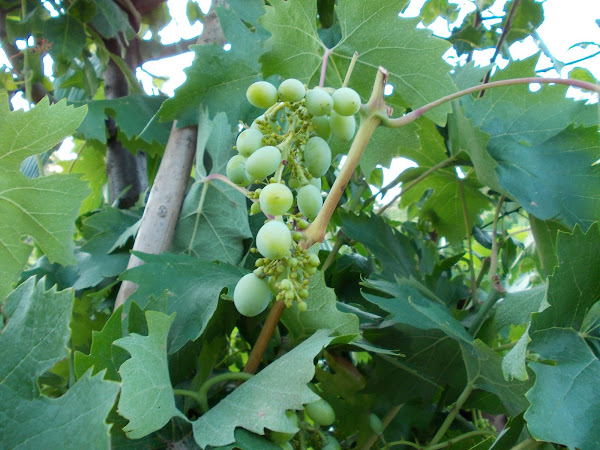 Grapes | Project Noah