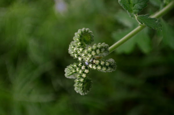 Blue Curls wildflower | Project Noah