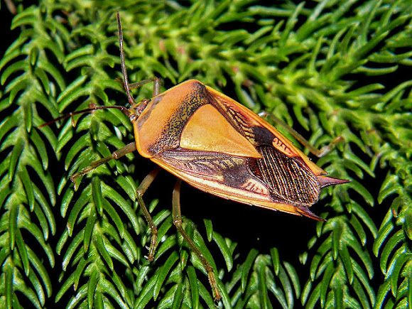giant shield bug | Project Noah