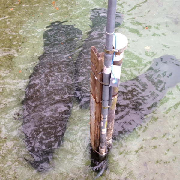 Manatee | Project Noah