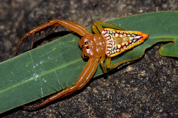 Walckenaers Triangular Spider | Project Noah