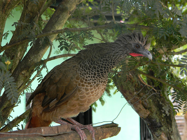guacharaca - colombian chachalaca | Project Noah