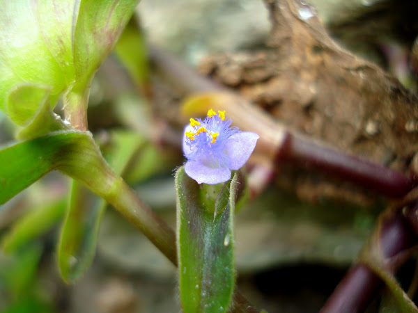 Cyanotis | Project Noah