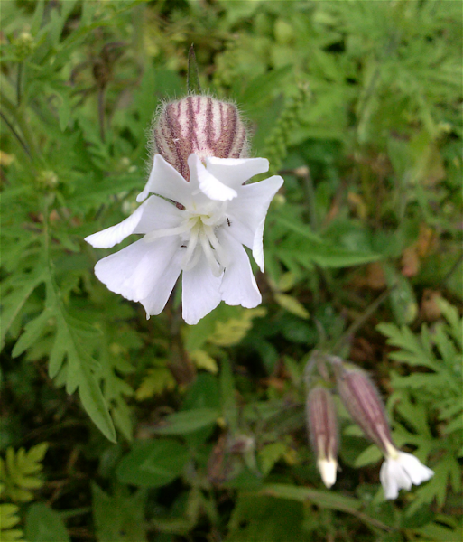 White Campion | Project Noah