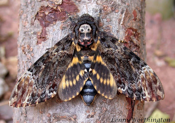 Death's Head Hawk Moth (Bee Robber) | Project Noah