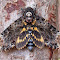 Death's Head Hawk Moth (Bee Robber) | Project Noah