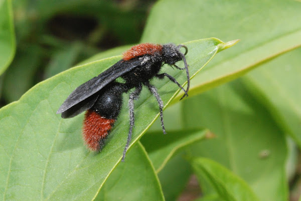 Eastern velvet ant (male) | Project Noah