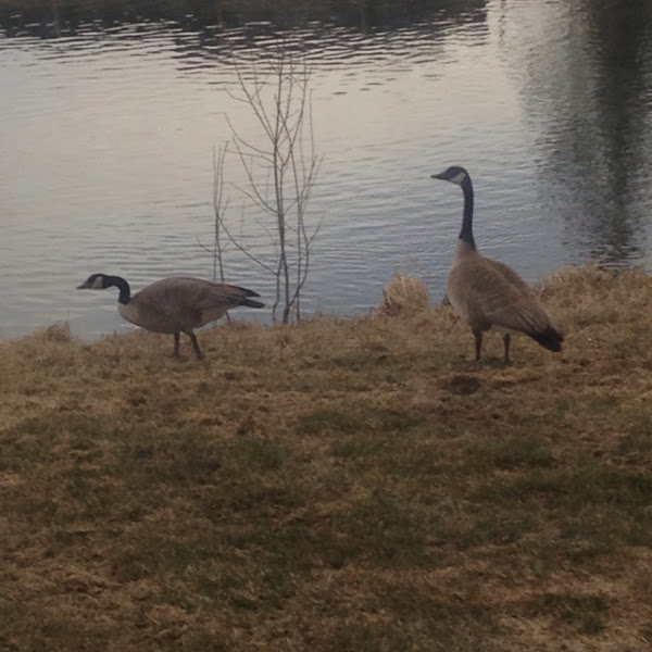 Canada Geese | Project Noah