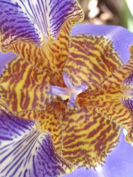 Fake-Iris | Project Noah