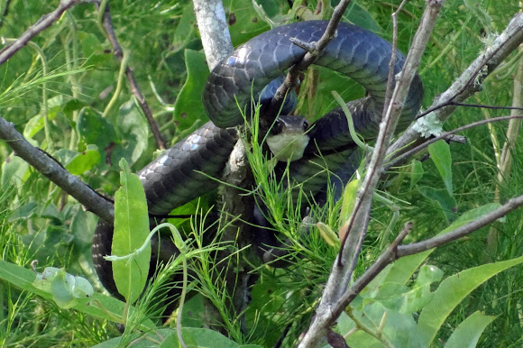 Black Racer | Project Noah