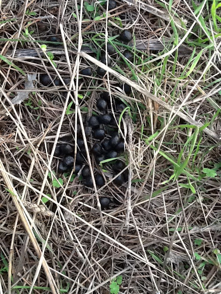 roe deer dropings | Project Noah