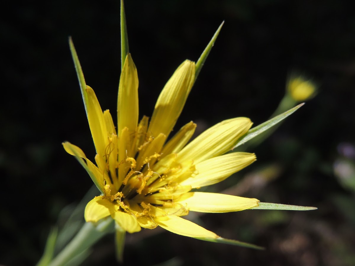 Yellow Goat's Beard | Project Noah
