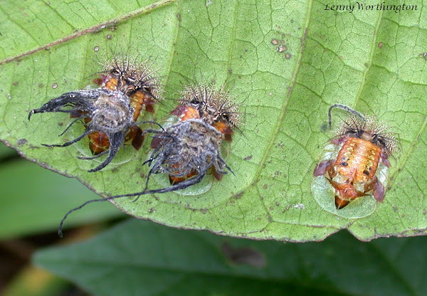 Tortoise Beetle Larvae | Project Noah