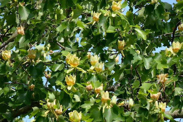 American tulip tree | Project Noah