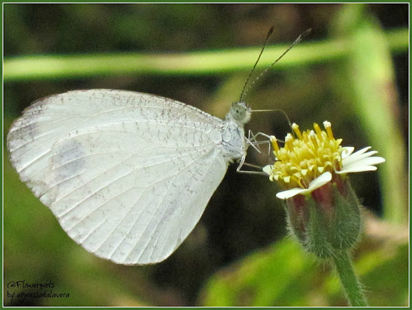 Psyche Butterfly | Project Noah