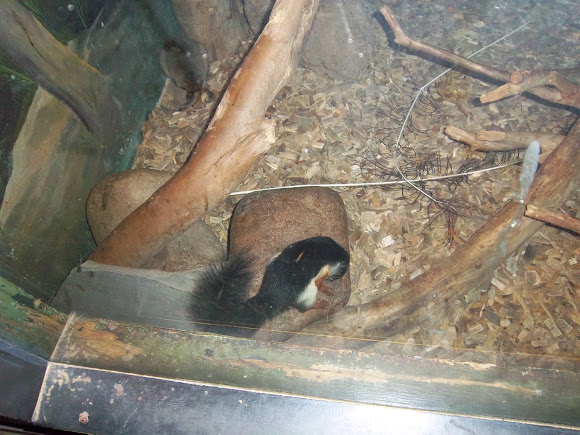 Prevost's squirrel | Project Noah