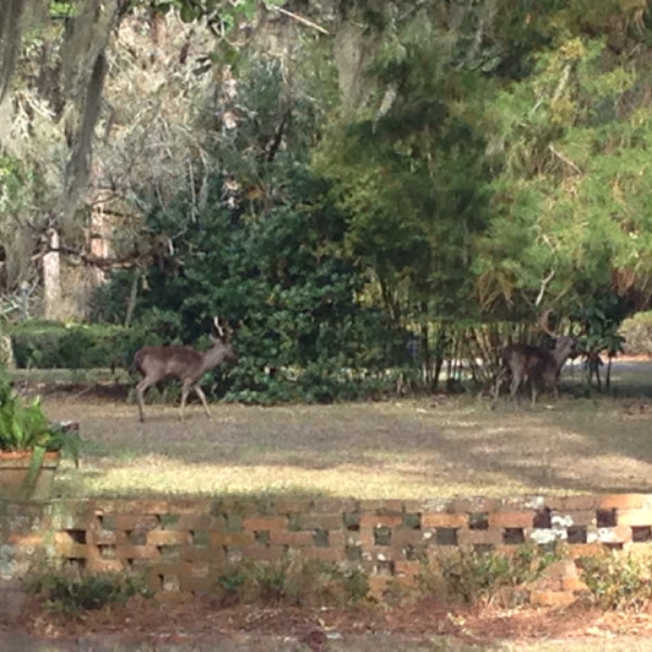 Fallow Deer | Project Noah