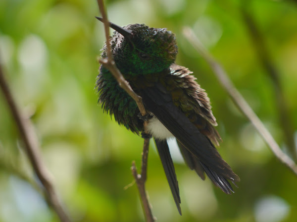 Copper rumped Hummingbird | Project Noah