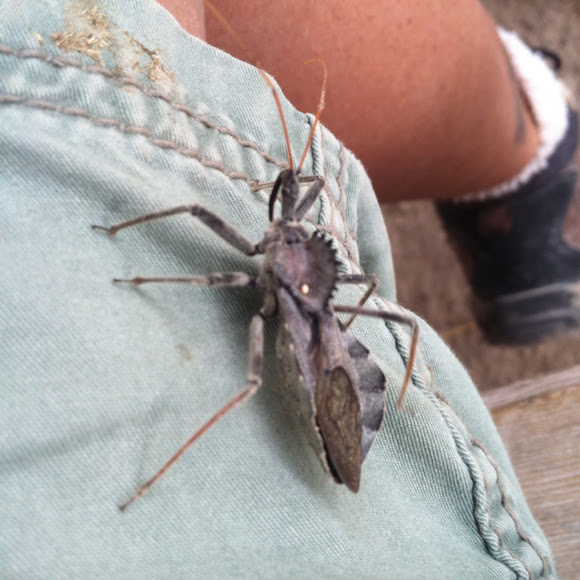 Wheel Bug | Project Noah