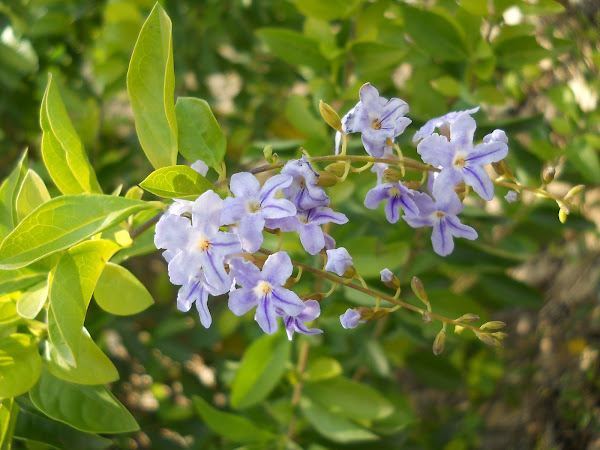 Sky Flower | Project Noah