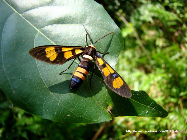 Handmaiden Moth | Project Noah