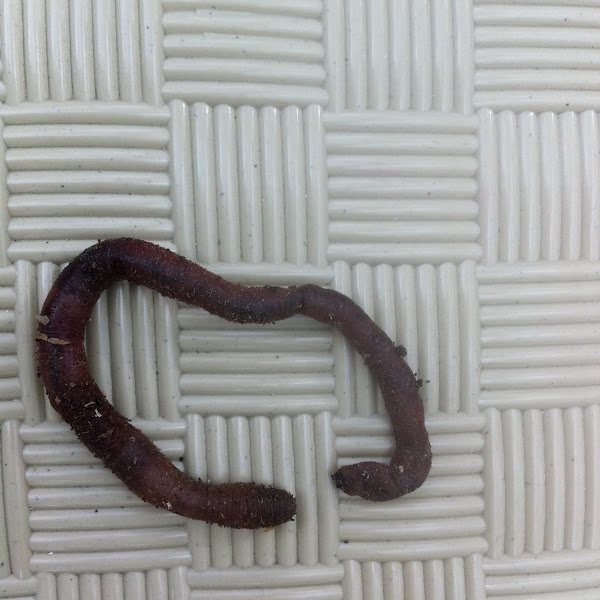 Common Earth Worm | Project Noah