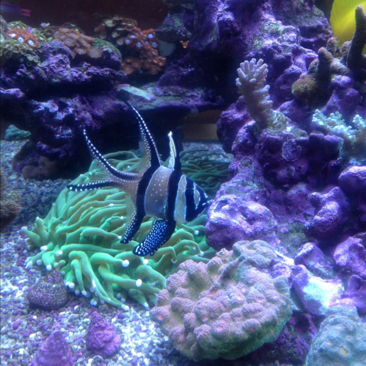 Banggai Cardinalfish | Project Noah