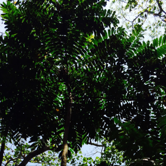 Amugis | Project Noah