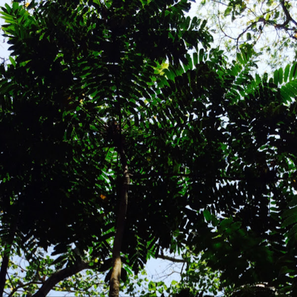 Amugis | Project Noah