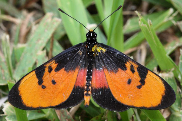 Broad-bordered Acraea | Project Noah