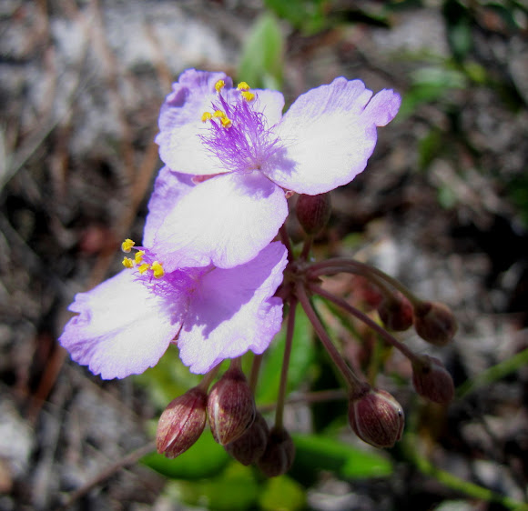 Florida scrub roseling | Project Noah