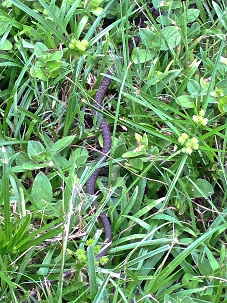 Southern Black Racer (juvenile) | Project Noah