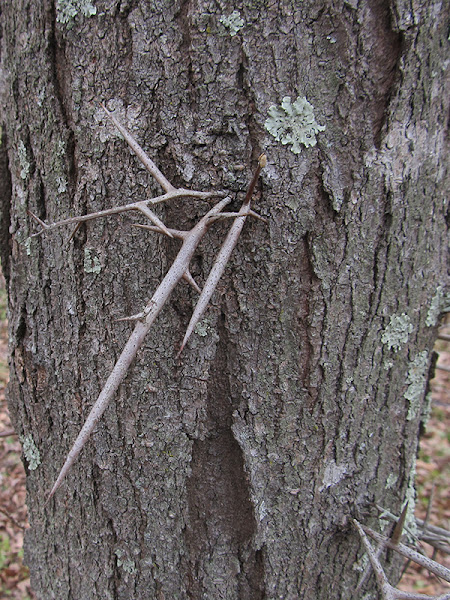 Honey locust | Project Noah