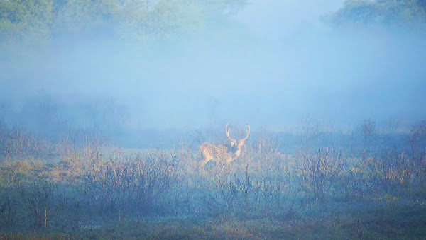 Chital | Project Noah