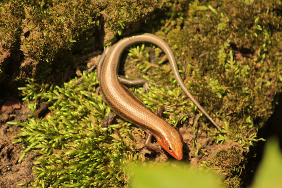 Broadhead Skink | Project Noah