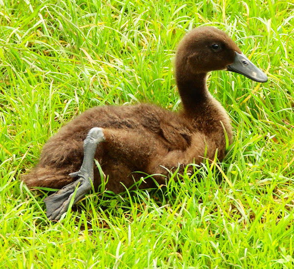 Indian Runner Duck | Project Noah