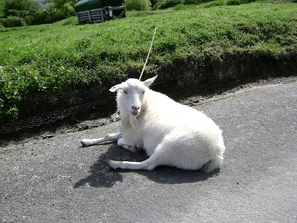 Australian Cashmere Goat | Project Noah