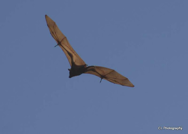 Little Red Flying Fox Bat | Project Noah