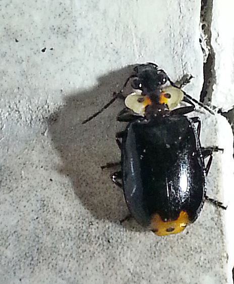 Spotting | Project Noah