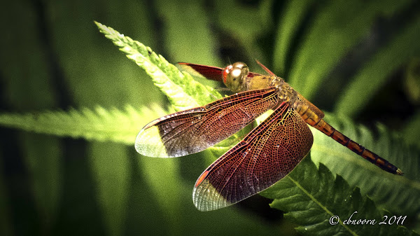 Red Grasshawk Dragonfly | Project Noah