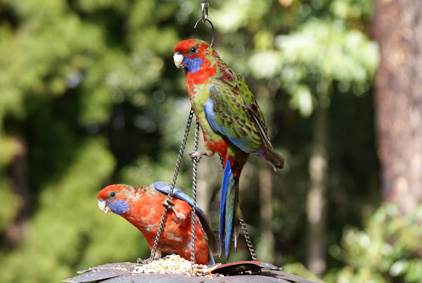 Crimson Rosella | Project Noah