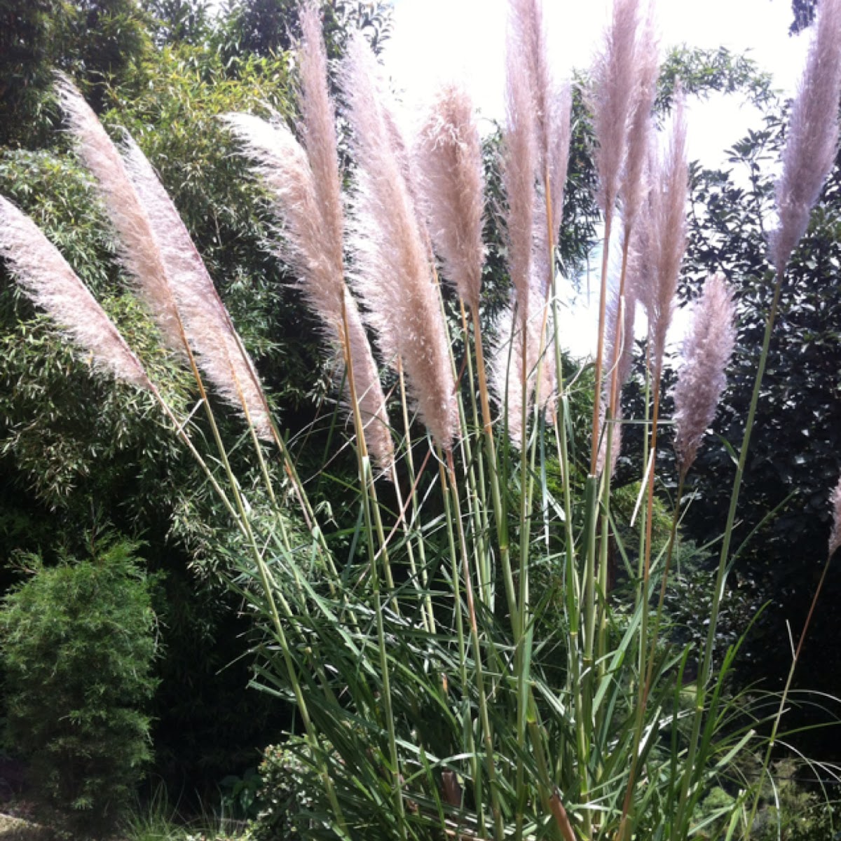 Purple Pampas Grass | Project Noah