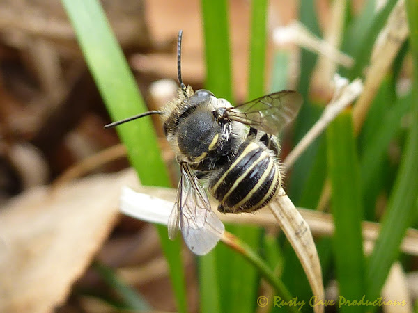 African Carder bee | Project Noah