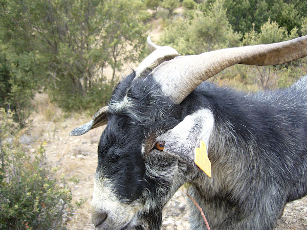 cabra macho | Project Noah