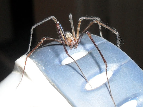 Violin Spider | Project Noah